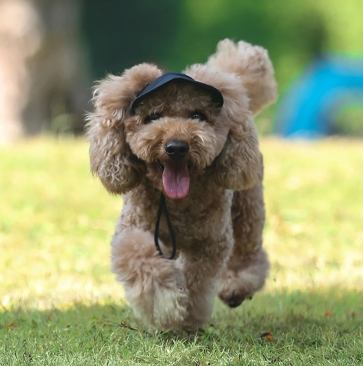 Outdoor Doggo Hat – Tailored Paw